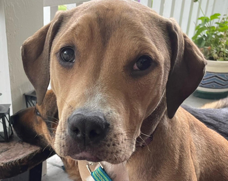 Croissant Is NCCR Dog Of Week | News, Sports, Jobs - Post Journal
